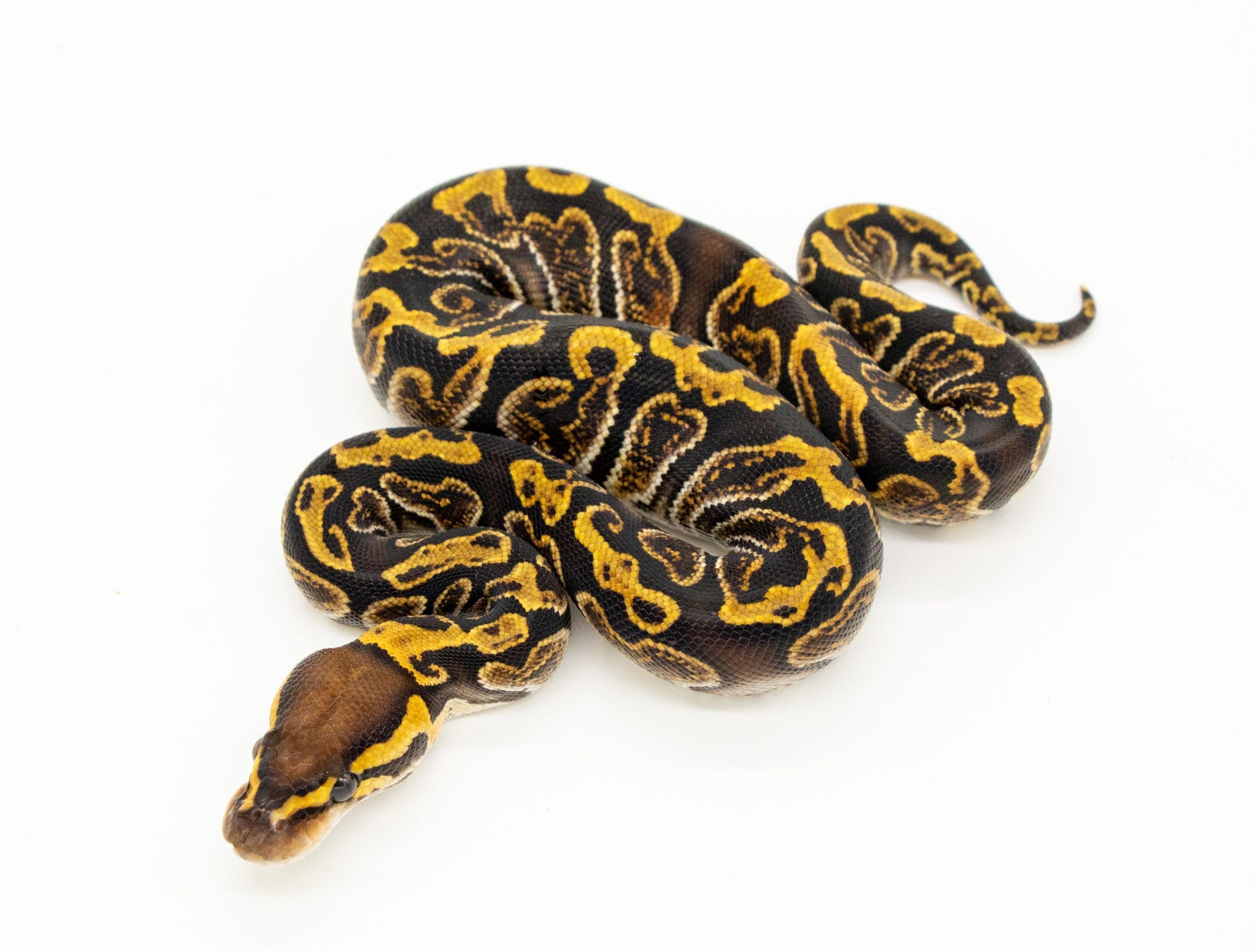 GHI (Red Stripe) 66% Clown 50% VPI Axanthic Ball Python by Bradford ...