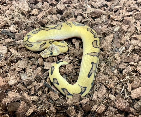 Pastel Genetic Stripe Clown Het VPI Axanthic Ball Python by Bradford Cole
