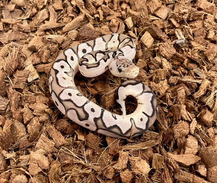 Leopard Genetic Stripe 66% Piebald Ball Python by Bradford Cole ...