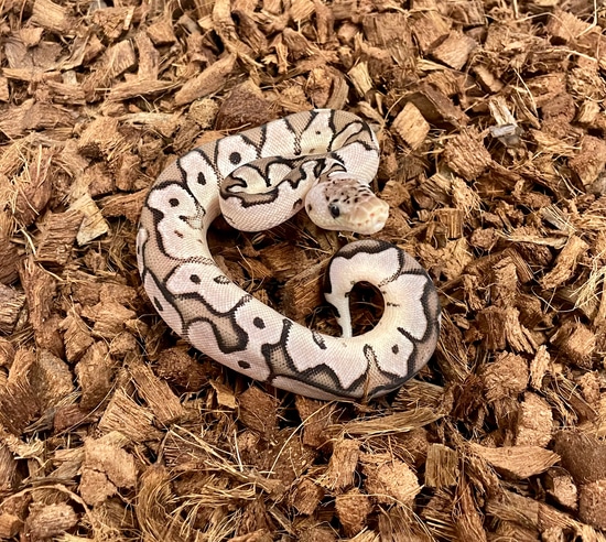 Pastel VPI Axanthic Clown Het Genetic Stripe Ball Python by Bradford Cole