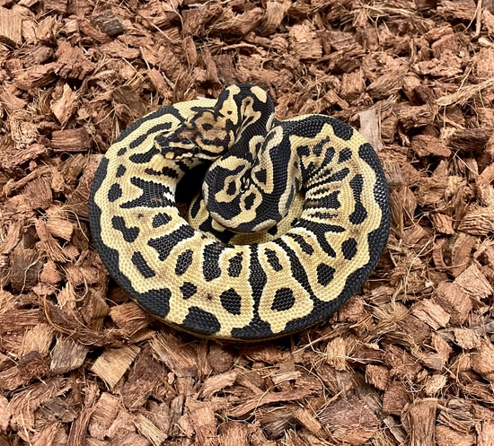 Leopard Spotnose Het Clown Ball Python by Bradford Cole
