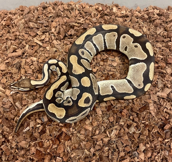 2018 Triple Het VPI Axanthic Genetic Stripe Clown Ball Python by ...