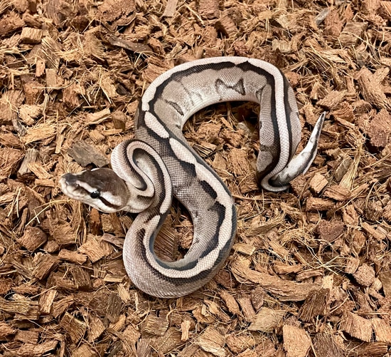Axanthic Genetic Stripe Het Clown Ball Python by Bradford Cole
