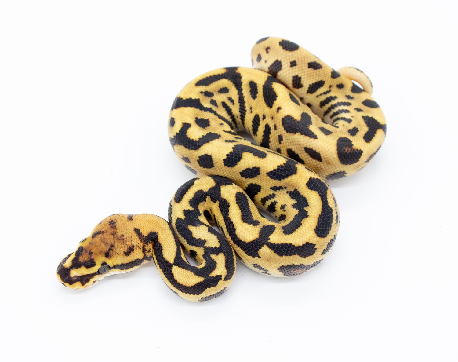 Confusion Fire Leopard Spotnose Het Clown Ball Python by Bradford Cole ...