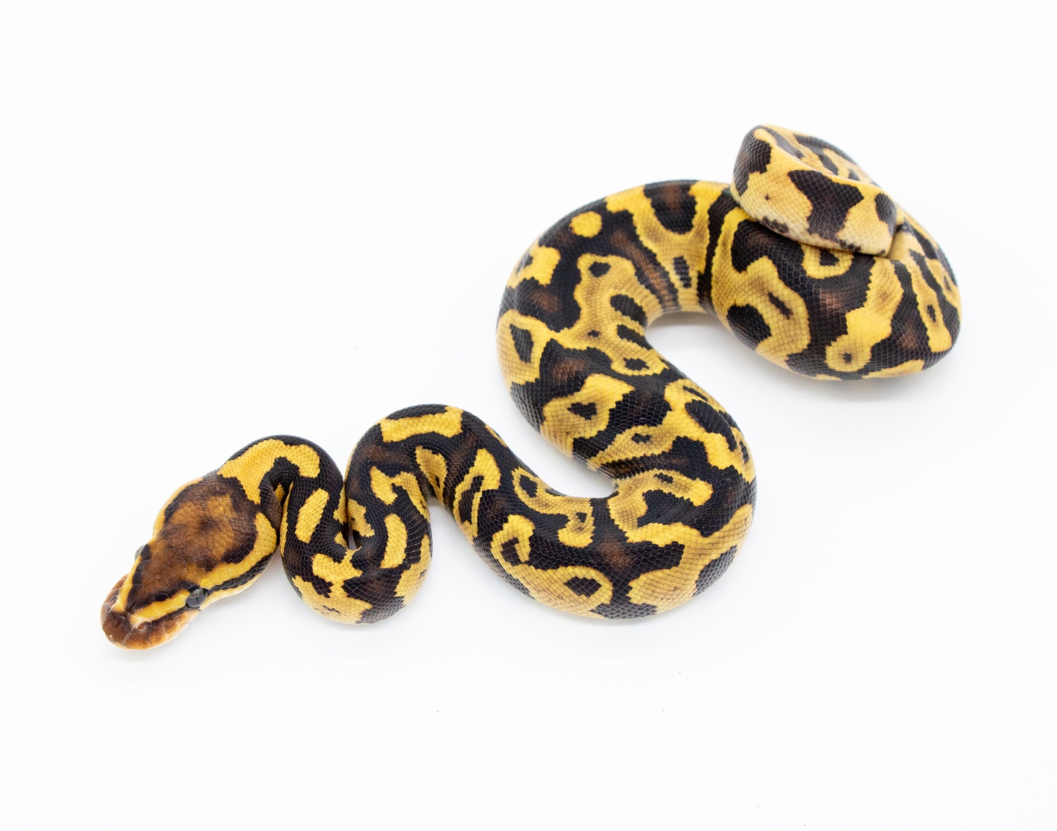 Fire Leopard Het Clown Poss Confusion Ball Python by Bradford Cole ...