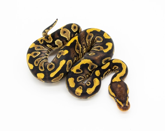 Chocolate YB 50% Clown Ball Python by Bradford Cole