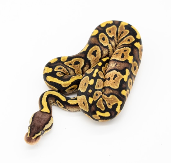 Pastel Chocolate YB 50% Clown Ball Python by Bradford Cole