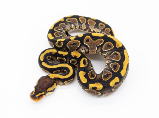 Chocolate YB 50% Clown Ball Python by Bradford Cole