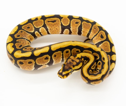 Confusion Fire Leopard Spotnose Het Clown Ball Python by Bradford Cole ...
