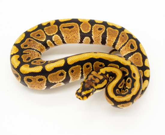 Spotnose Het Desert Ghost Het Clown Ball Python by Bradford Cole