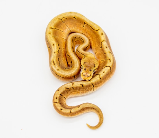 Spinner Crypton Het Desert Ghost Ball Python by Bradford Cole