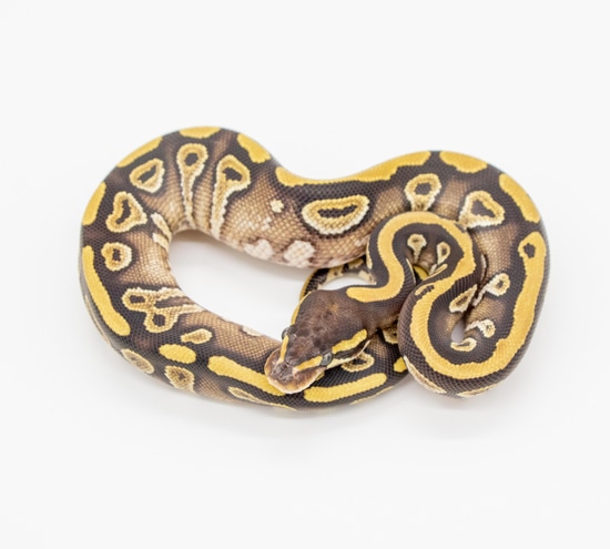 Mojave YB Het VPI Axanthic Ball Python by Bradford Cole