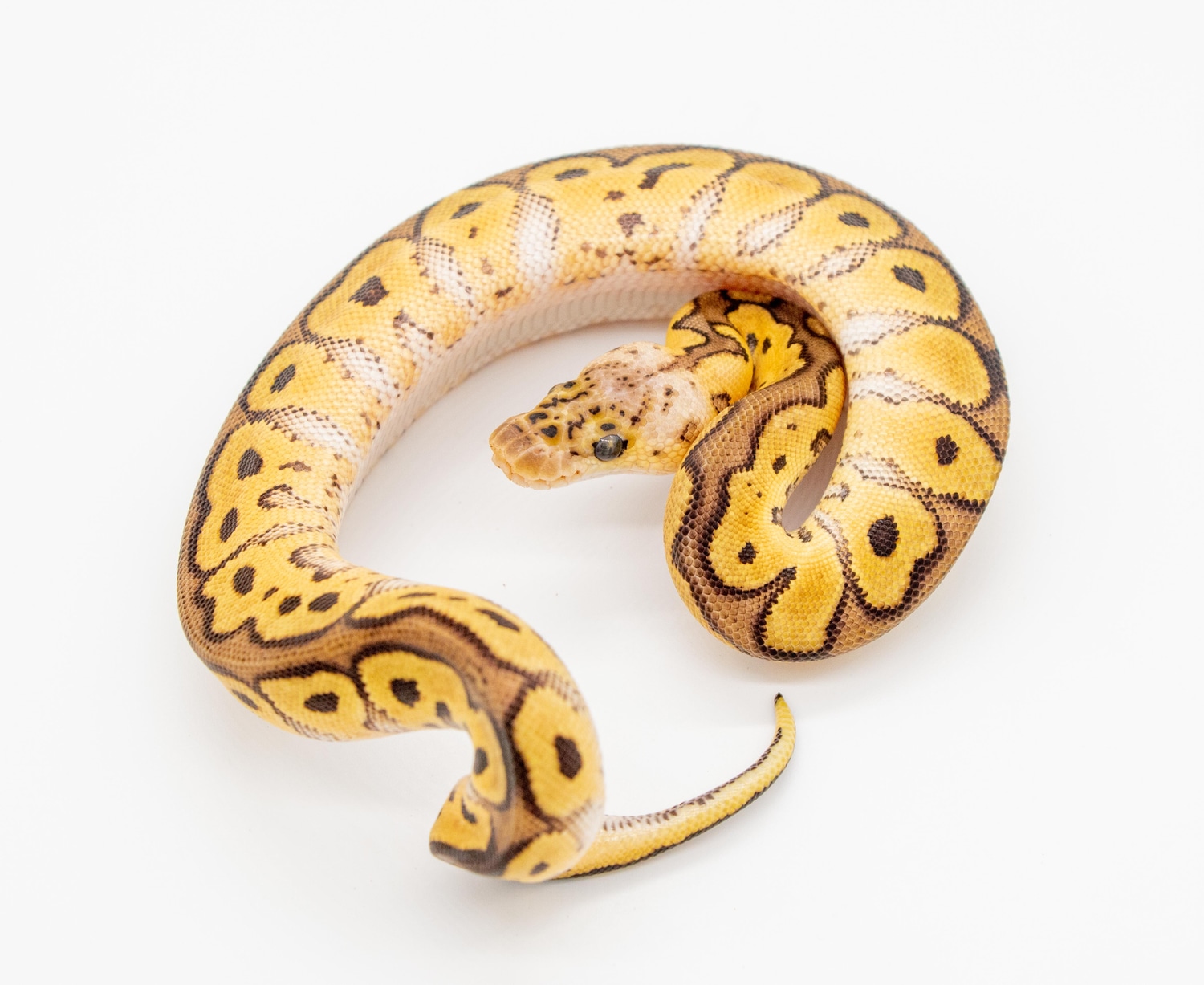 Pastel Orange Dream Clown Het Puzzle Ball Python by Bradford Cole ...