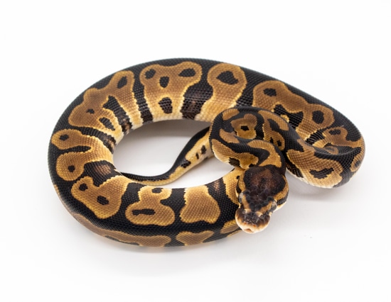 Leopard YB Het Desert Ghost Het Clown Ball Python by Bradford Cole