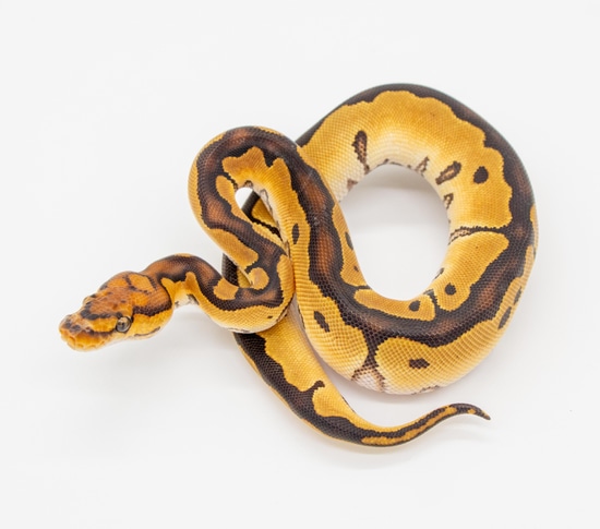 Clown Ball Python by Bradford Cole