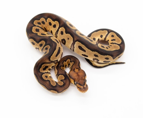Chocolate Clown Ball Python by Bradford Cole