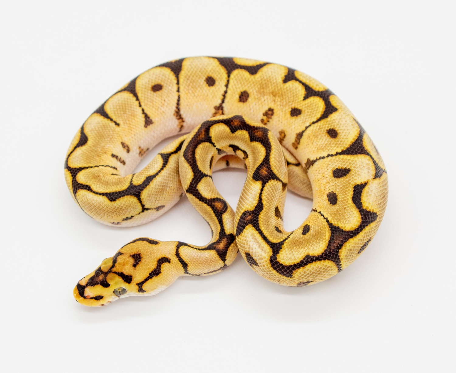 Spider YellowBelly Clown Het Desert Ghost Ball Python by Bradford Cole ...