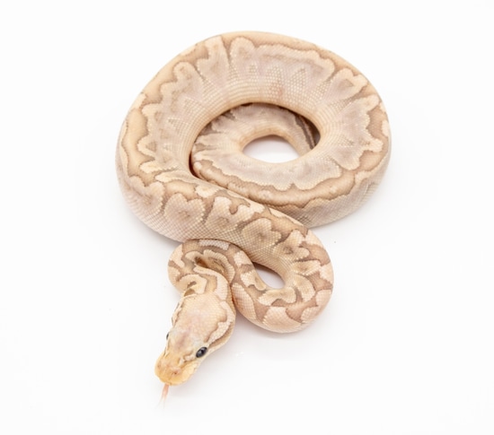 Super Pastel Bamboo Spotnose Ball Python by Bradford Cole