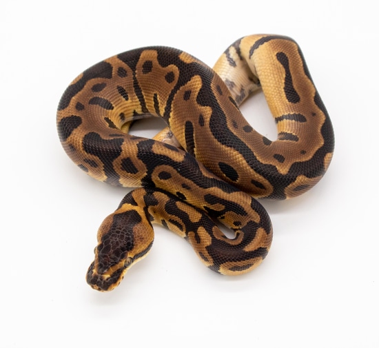 Leopard Enchi Orange Dream Het Clown Poss Phantom Ball Python by ...