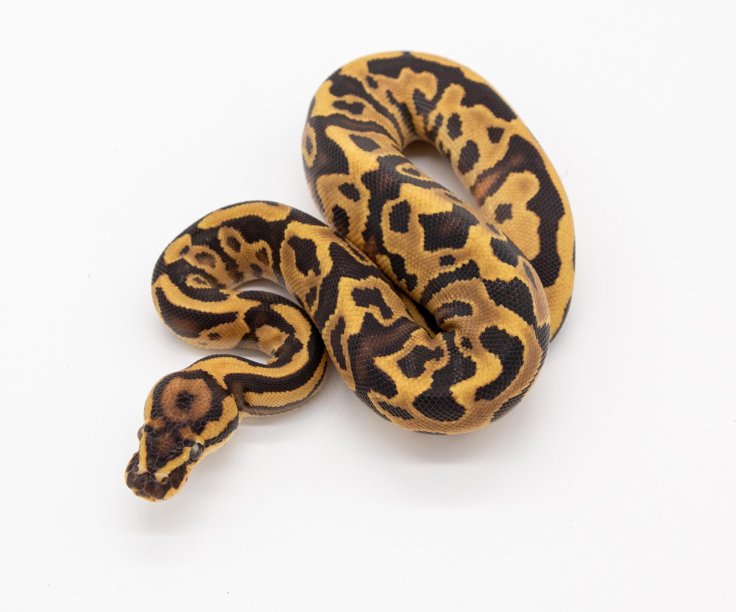 FIre Orange Dream Leopard Spotnose Het Clown Ball Python by Bradford ...