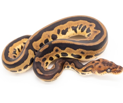 Leopard Crypton 66% Pied Ball Python by Bradford Cole - MorphMarket