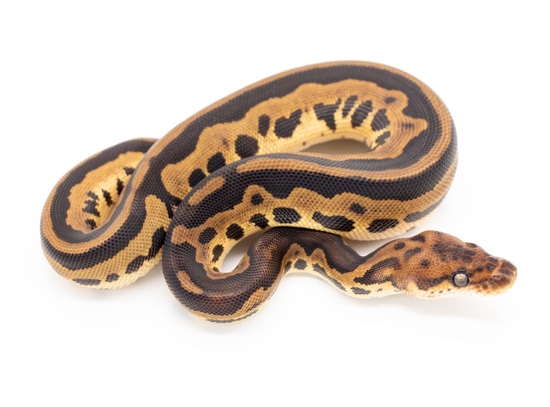 Black Head Leopard Clown Ball Python by Bradford Cole