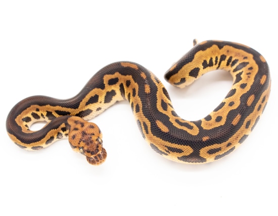 Black Head Leopard Clown Ball Python by Bradford Cole