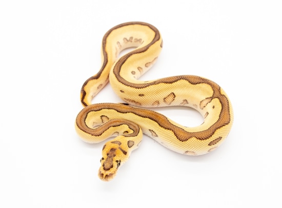 Leopard Lesser Clown Pos Fire Ball Python by Bradford Cole