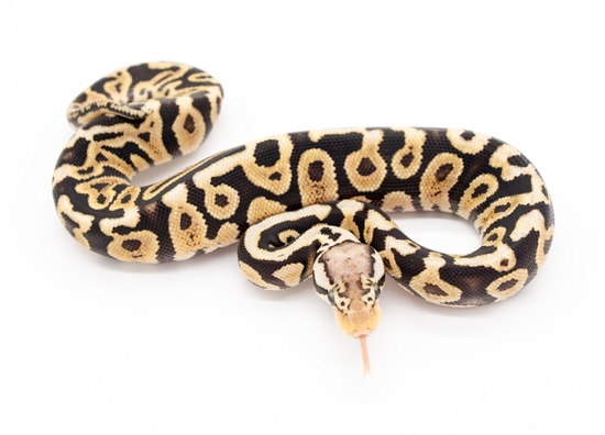 Pastel Chocolate Spotnose Het Clown Ball Python by Bradford Cole