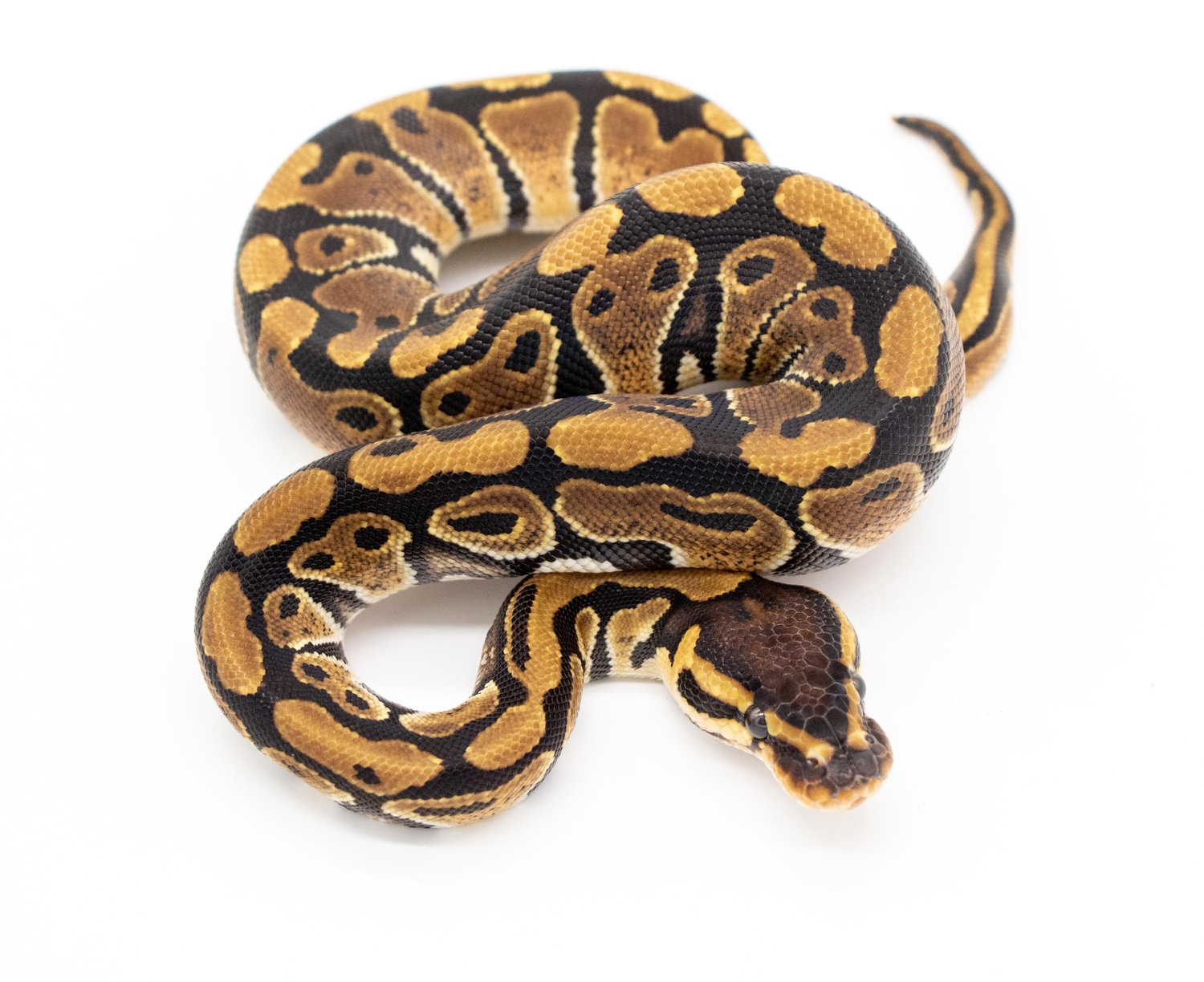 Het Puzzle 66% Clown Ball Python by Bradford Cole - MorphMarket