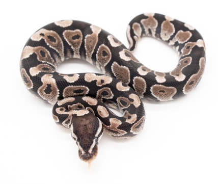 Leopard Genetic Stripe 66% Piebald Ball Python by Bradford Cole ...