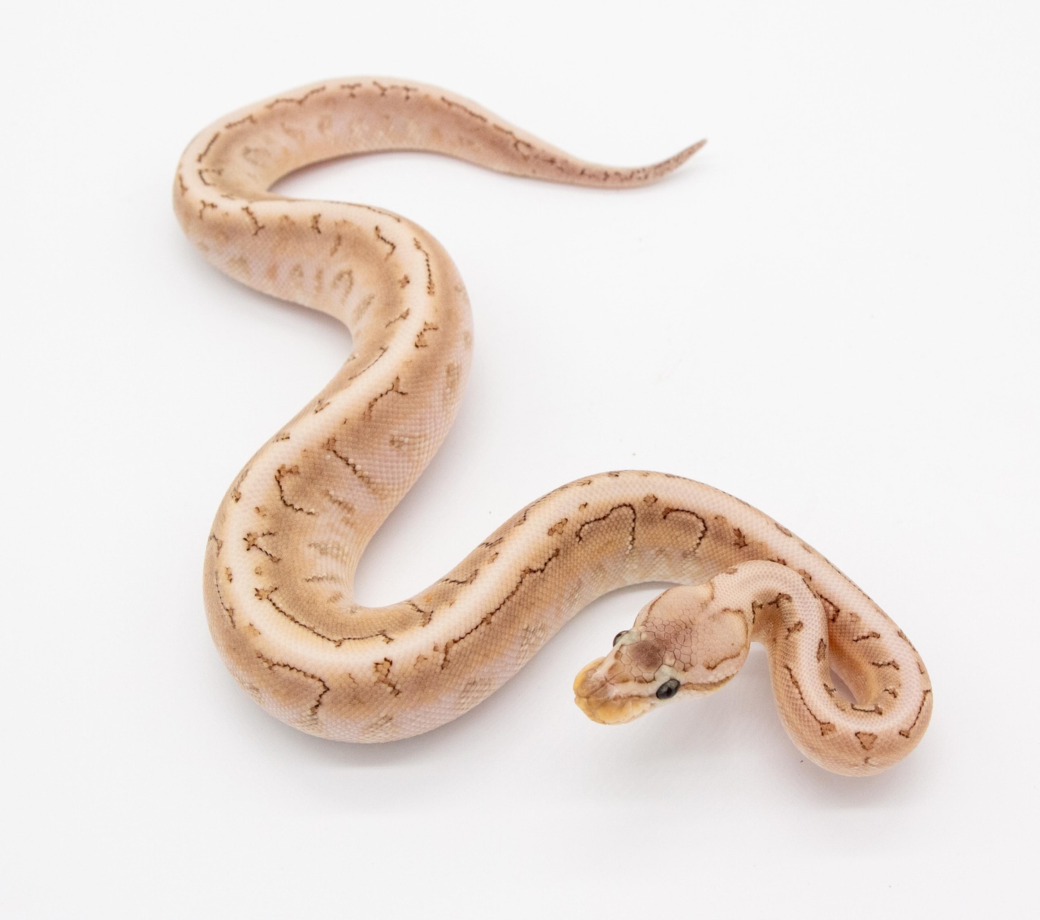 Super Pastel Pinstripe Spotnose Ball Python by Bradford Cole - MorphMarket