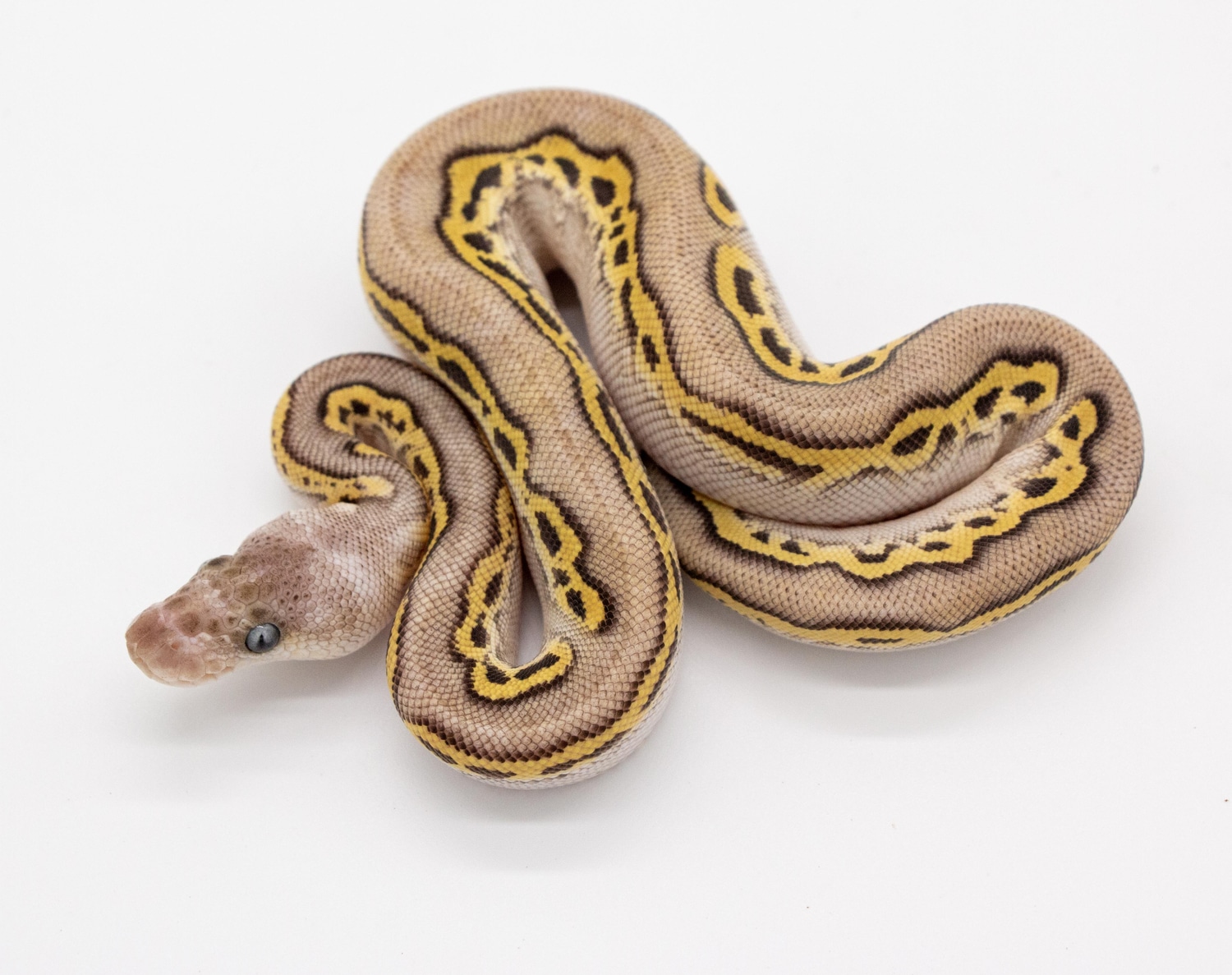 Pastel Black Head Clown 66% VPI Axanthic Ball Python by Bradford Cole ...