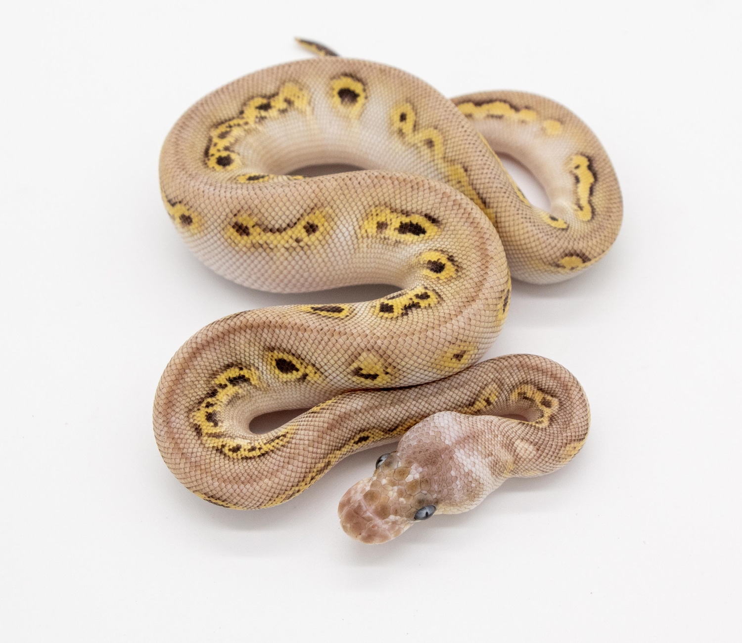 Super Pastel Black Head Clown 66% VPI Axanthic Ball Python by Bradford ...