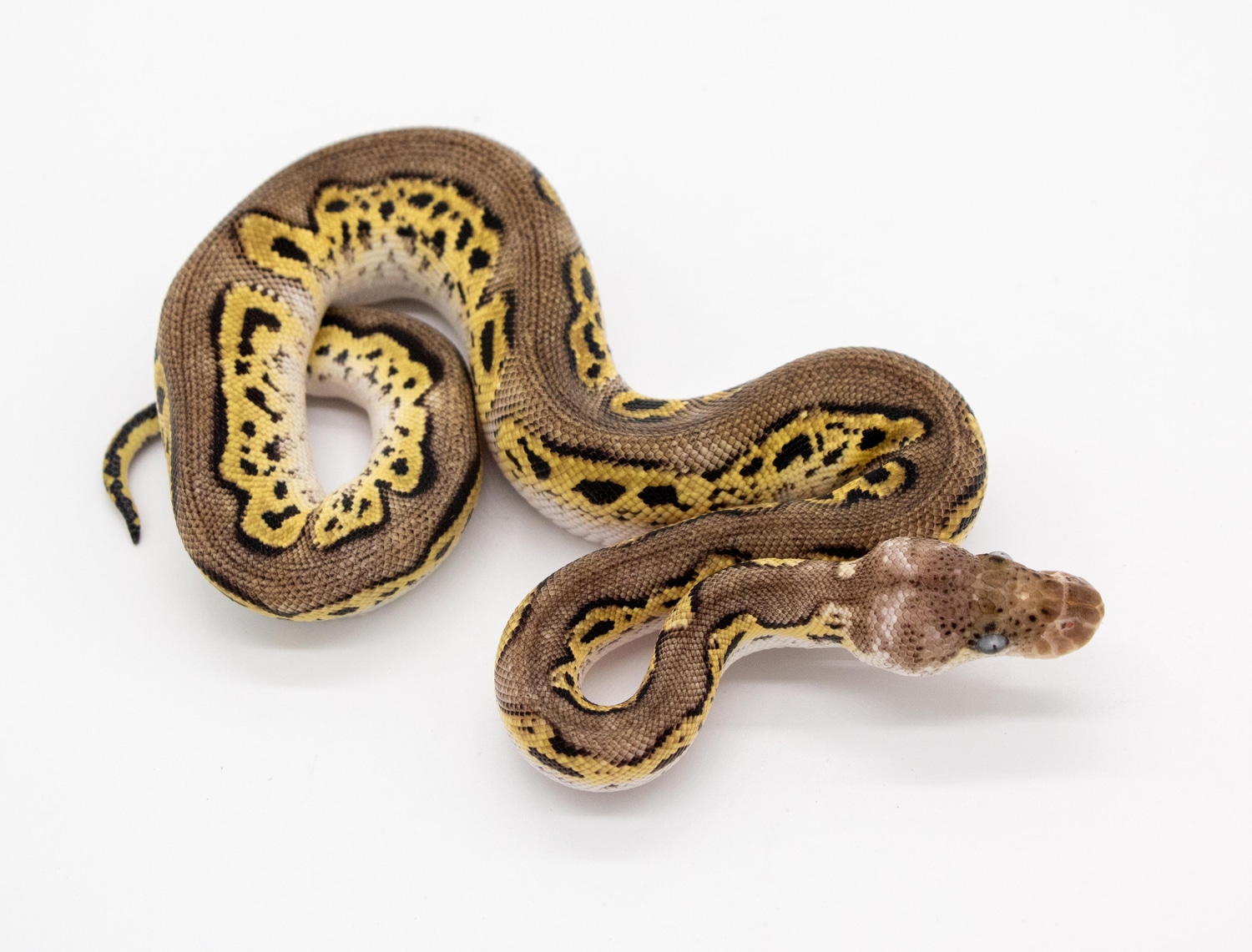 Pastel Mojave Black Head Clown 66% VPI Axanthic Ball Python by Bradford ...
