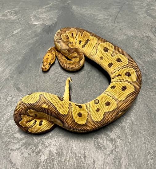 Red Stripe Yellow Belly Clown Ball Python by Bradford Cole