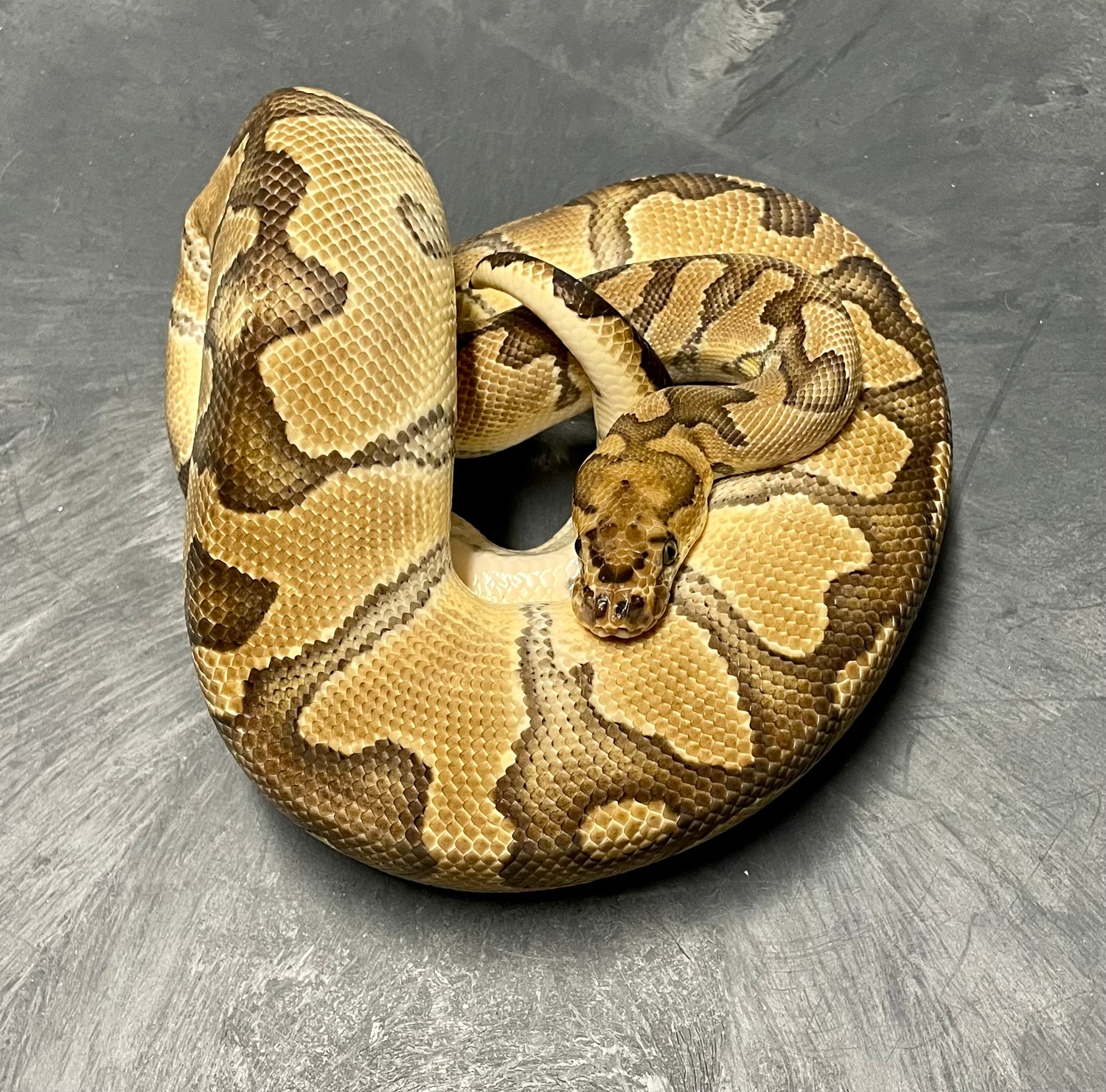 Crypton GHI Clown (Possible Yellow Belly) Ball Python by Bradford Cole ...