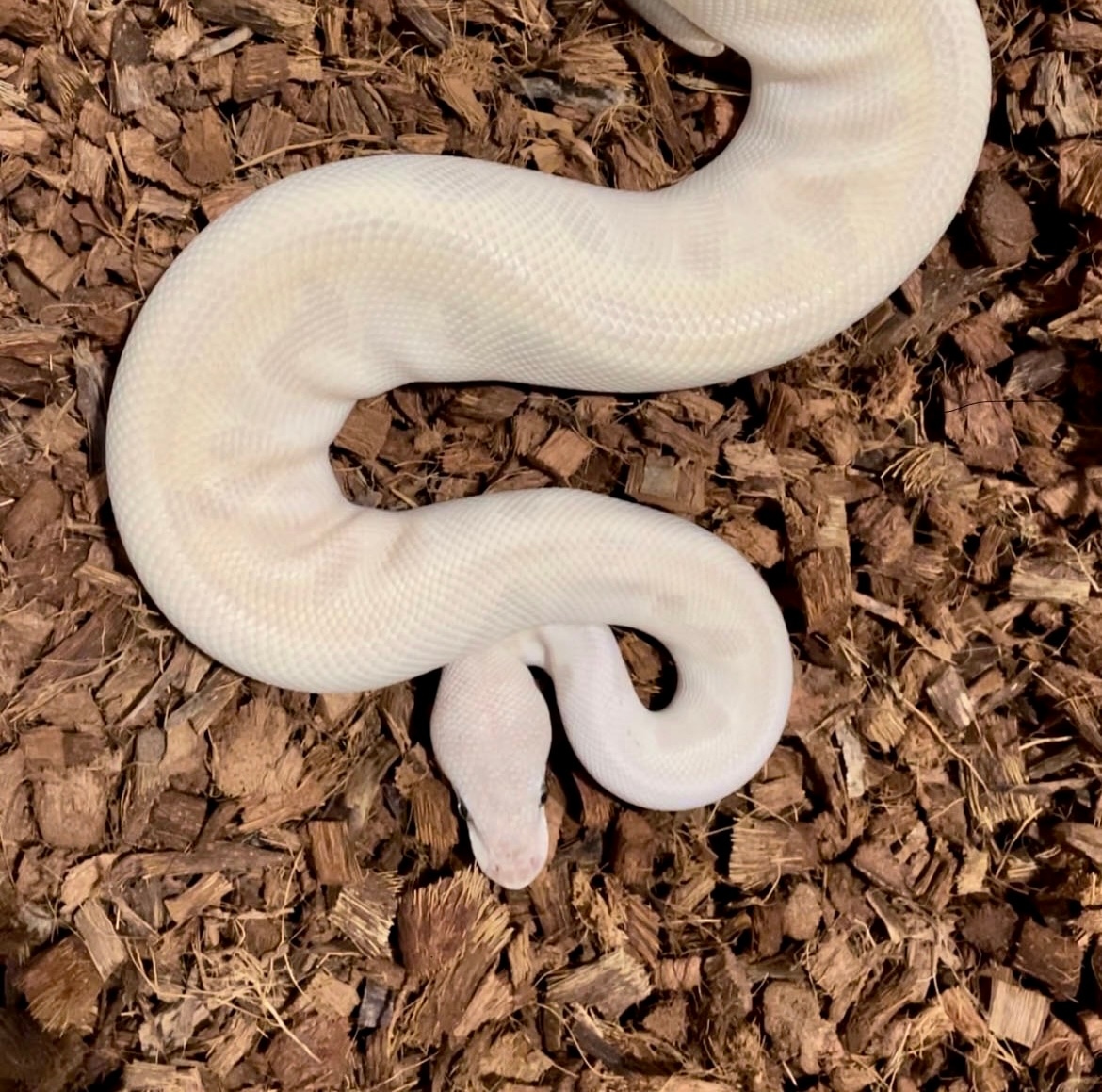 Mojave Phantom Leopard Clown Ball Python by Bradford Cole - MorphMarket