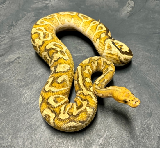 Pompeii Cypress Clown Ball Python by Bradford Cole