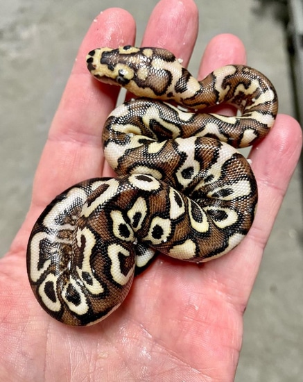 Super GHI Red Stripe Yellow Belly Spotnose Clown Ball Python by ...
