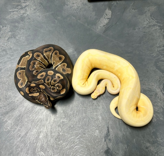 Pair Chocolate Het Albino Het VPI Axanthic Ball Python by Bradford Cole
