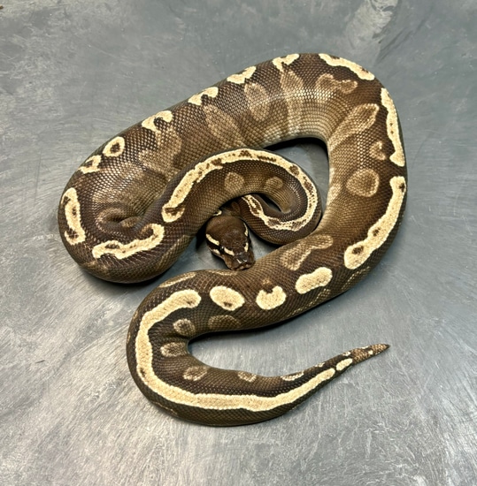 (Super) GHI Mojave VPI Axanthic Ball Python by Bradford Cole