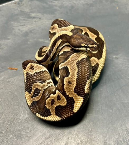 Unique Axanthic Clown Pair Ball Python by Bradford Cole