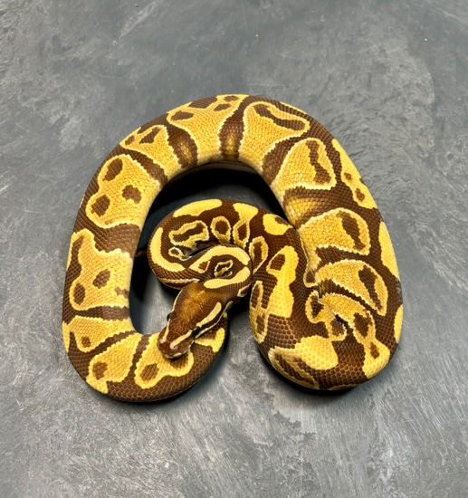 Monarch Yellow Belly Ball Python by Bradford Cole