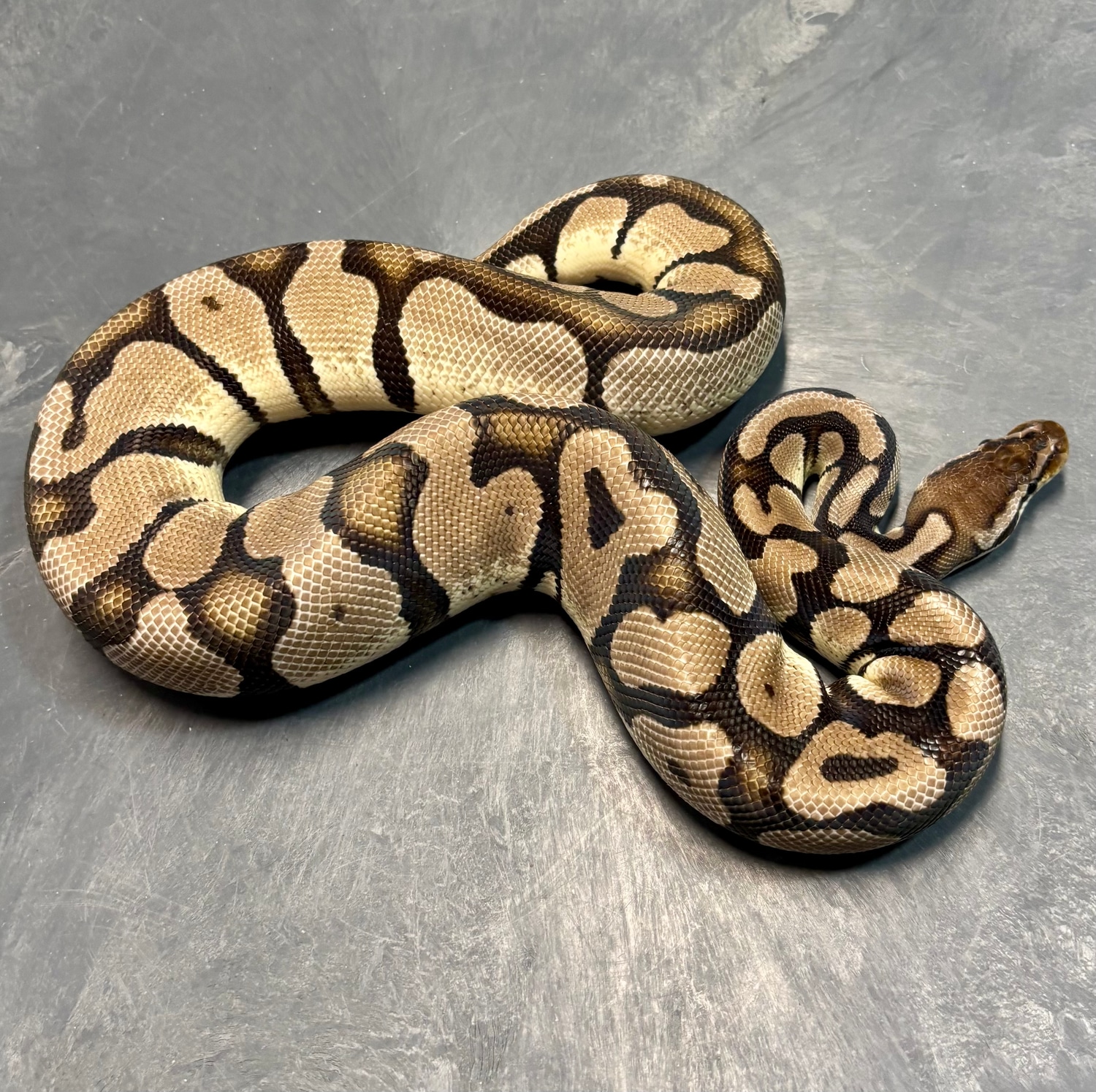 Pastel DG GS VPI Axanthic pair