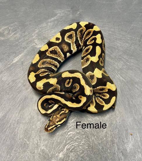 Chocolate Spotnose Het Clown Pair Ball Python by Bradford Cole