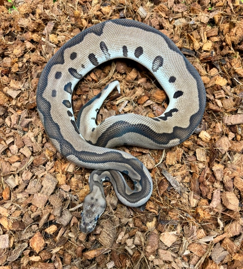 Leopard Red Stripe Axanthic Clown Female Ball Python by Bradford Cole