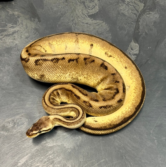 Pastel Spotnose VPI Axanthic Gentic Stripe Clown Pair Ball Python by ...