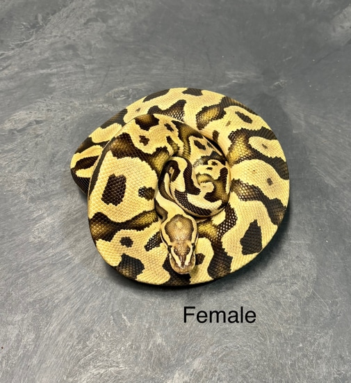Leopard Spider Fire Orange Dream Het Clown Group Ball Python by ...