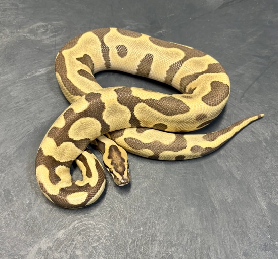 Leopard Enchi Desert Ghost Het Clown Ball Python by Bradford Cole